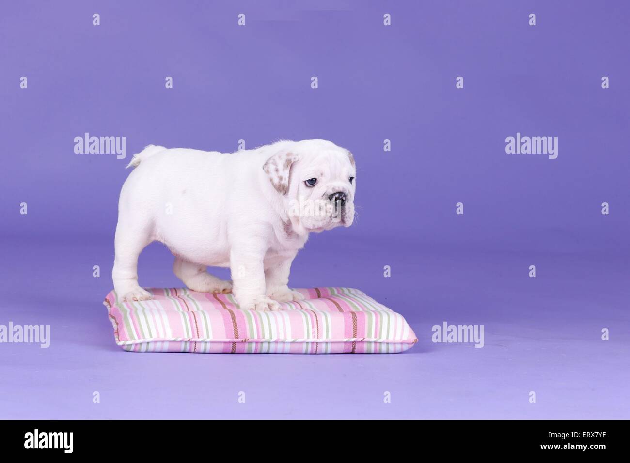 Purple Lilac English Bulldog