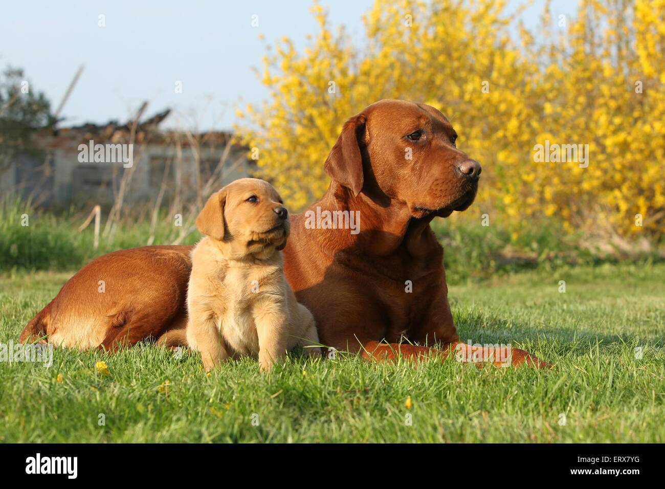Labrador retrievers sitting side side hi-res stock photography and ...
