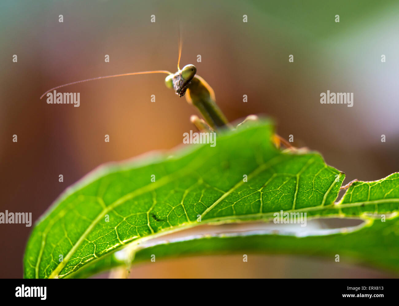Praying mantis on leaf Madagascar Stock Photo - Alamy