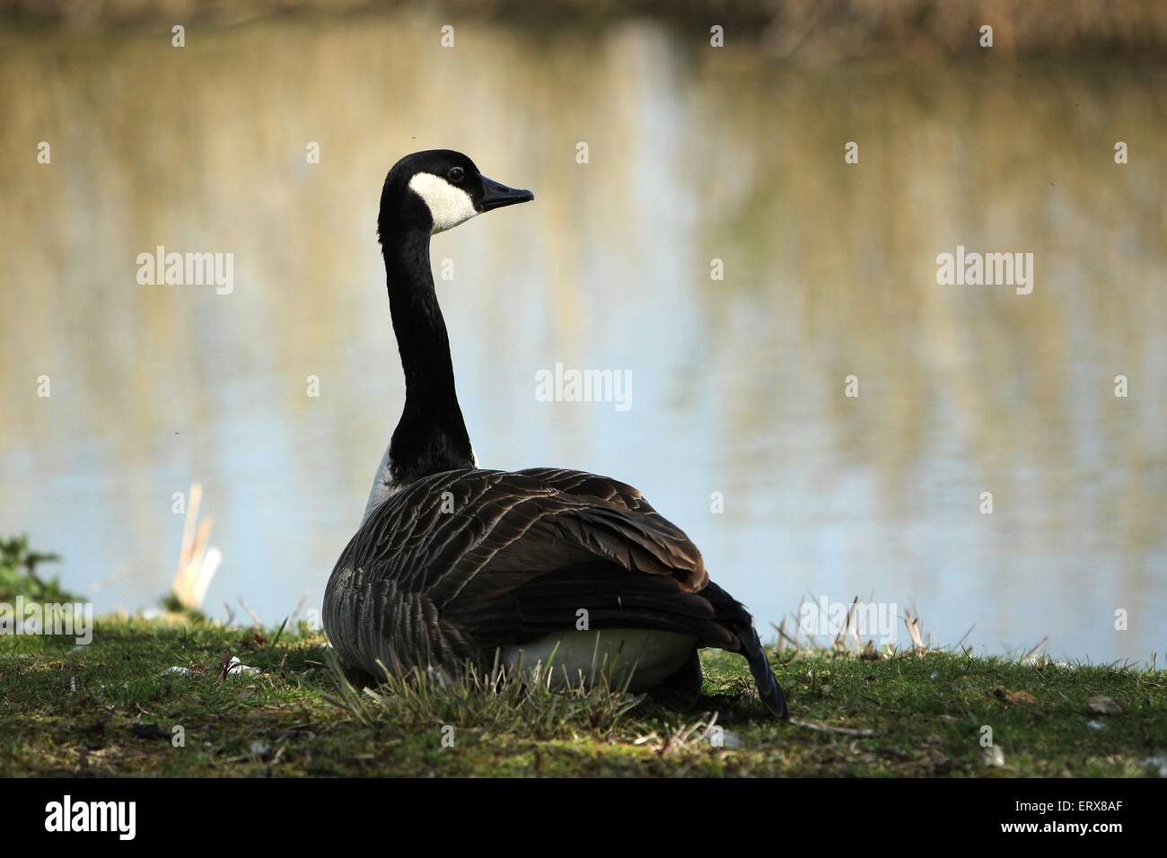 Back view of a goose hi-res stock photography and images - Alamy