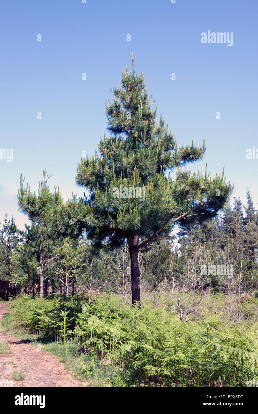 a solitary pine tree in the middle of a forrest with a lot of ferms ...