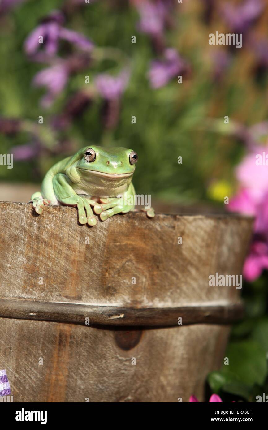 Australian frogs hi-res stock photography and images - Alamy