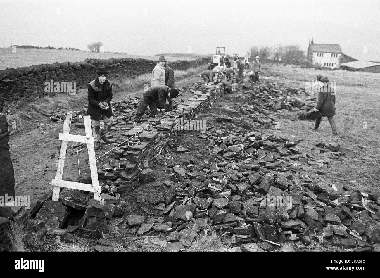 Colne Valley school children dry stone walling at Delves Moor Farm ...
