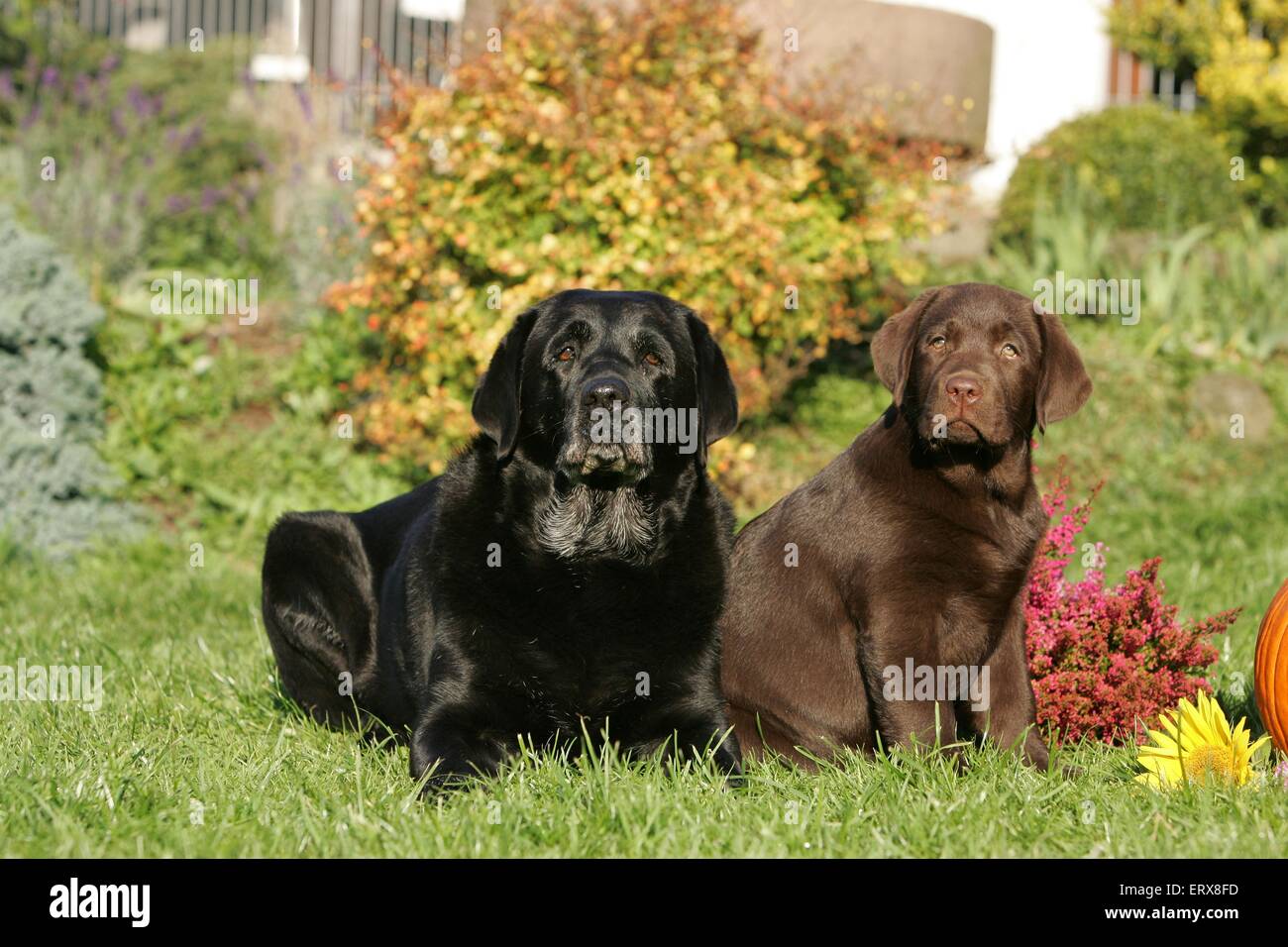 Old and young black labrador retrievers hi-res stock photography and ...