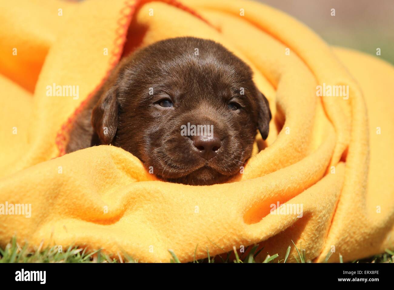 Labrador Retriever Puppy Stock Photo - Alamy