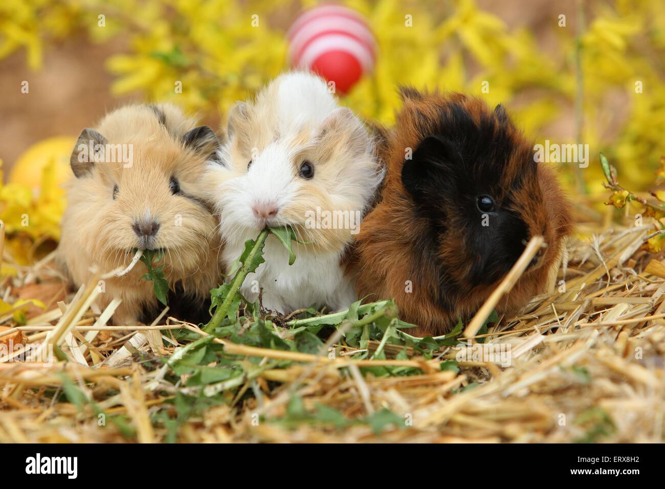 Pig egg hi-res stock photography and images - Alamy