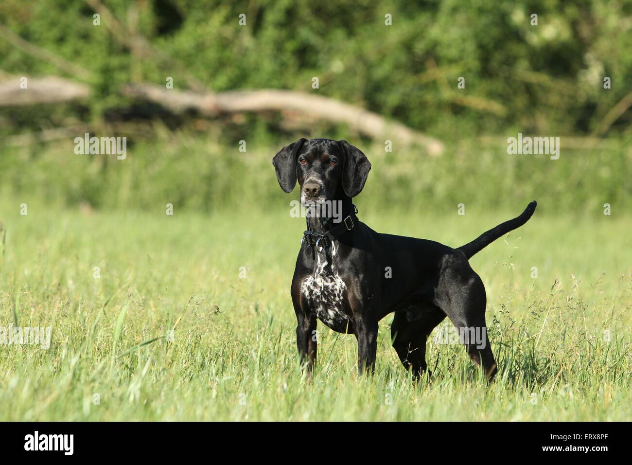 Short haired pointer cross hi-res stock photography and images - Alamy