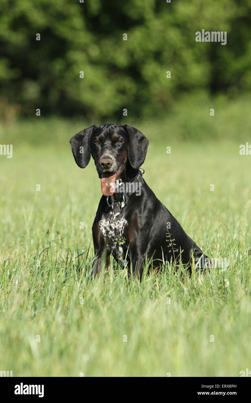 Short haired pointer cross hi-res stock photography and images - Alamy