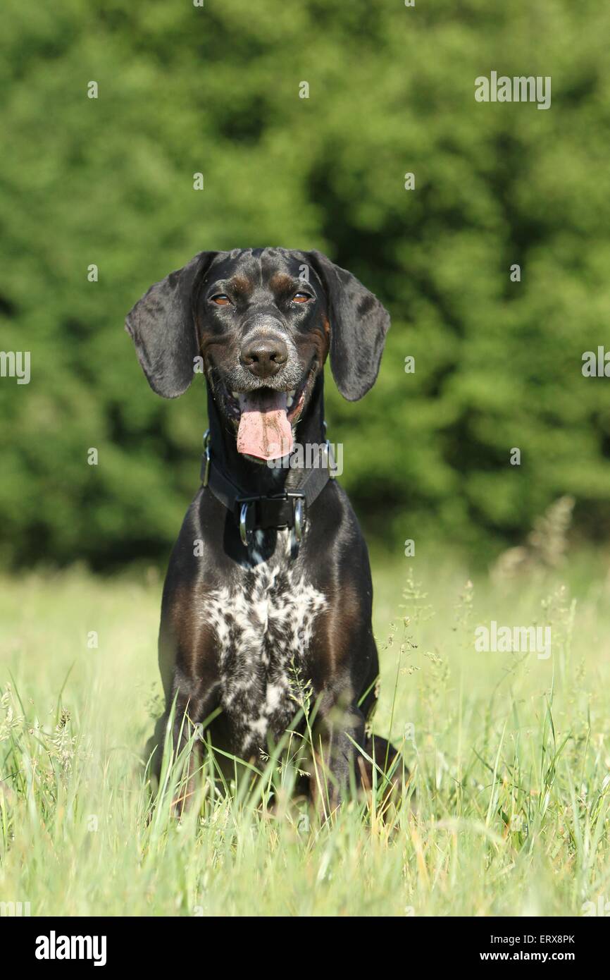 Short haired pointer cross hi-res stock photography and images - Alamy