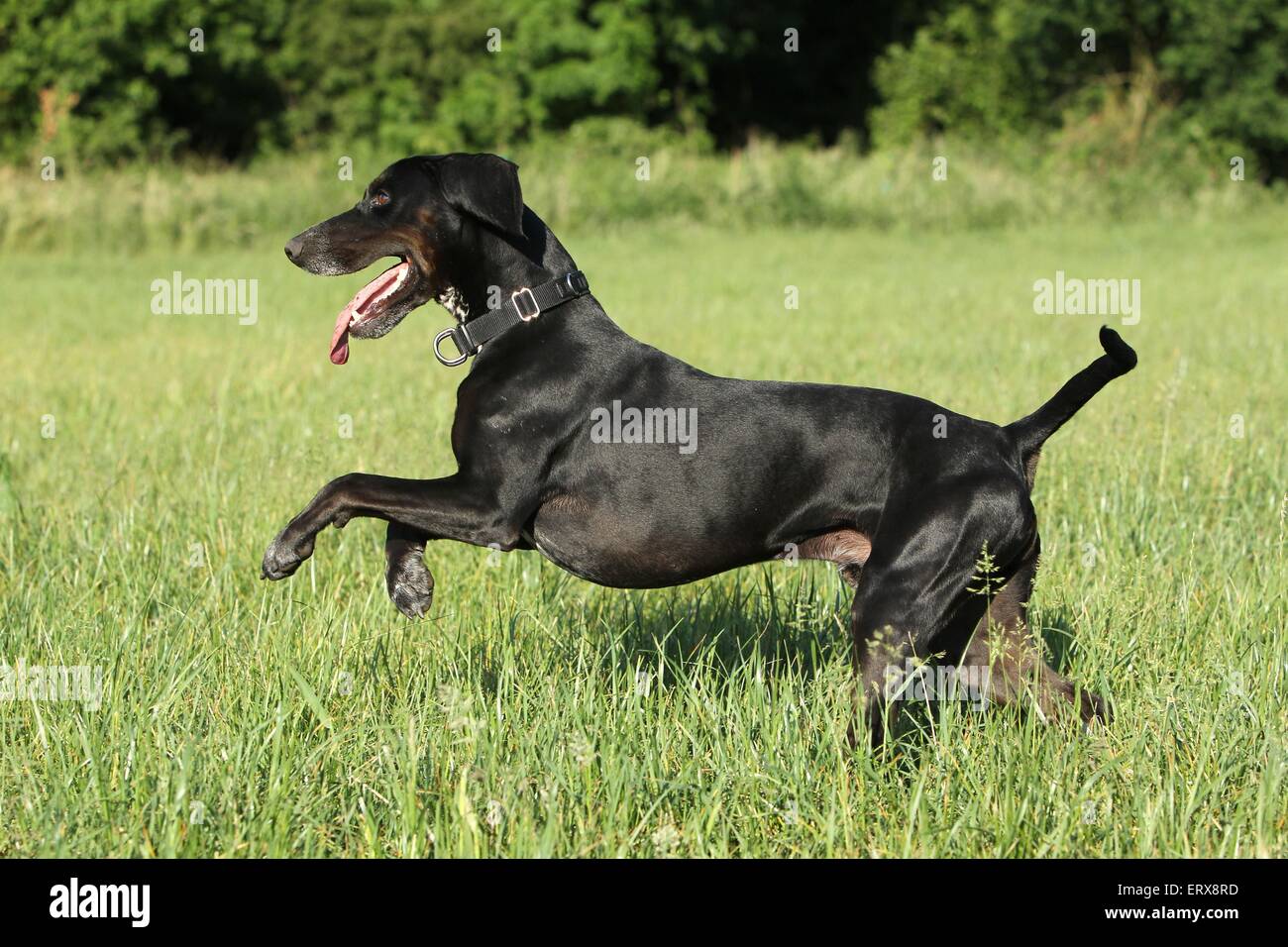Short haired pointer cross hi-res stock photography and images - Alamy