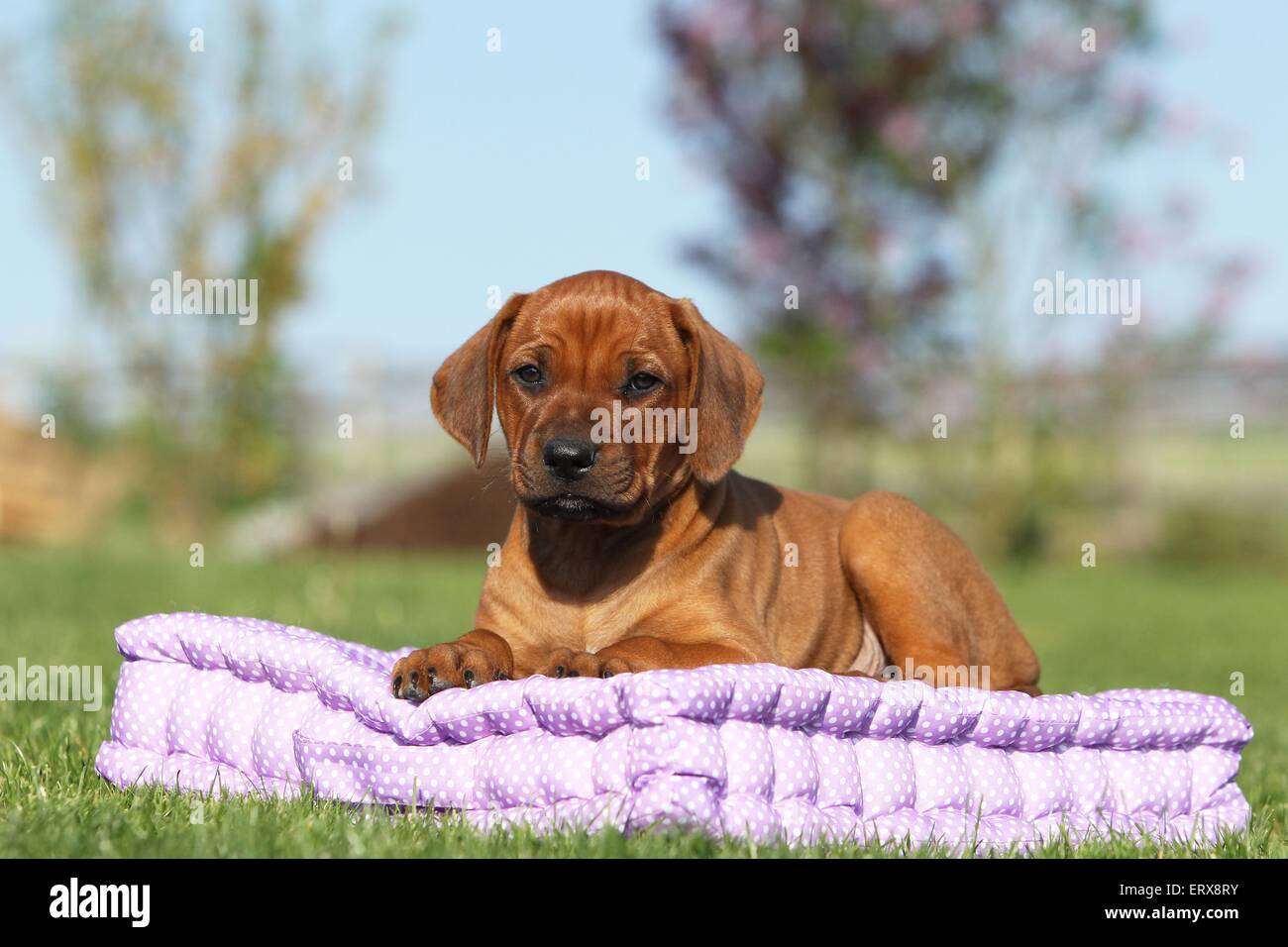Rhodesian Ridgeback Puppy Stock Photo - Alamy