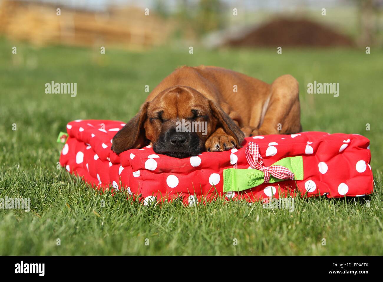 Rhodesian Ridgeback Puppy Stock Photo - Alamy