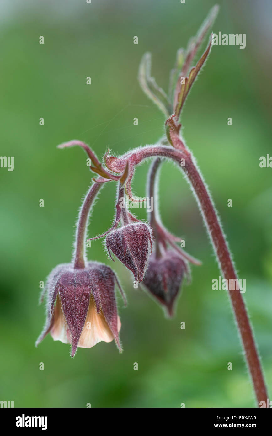 Water aven hi-res stock photography and images - Alamy