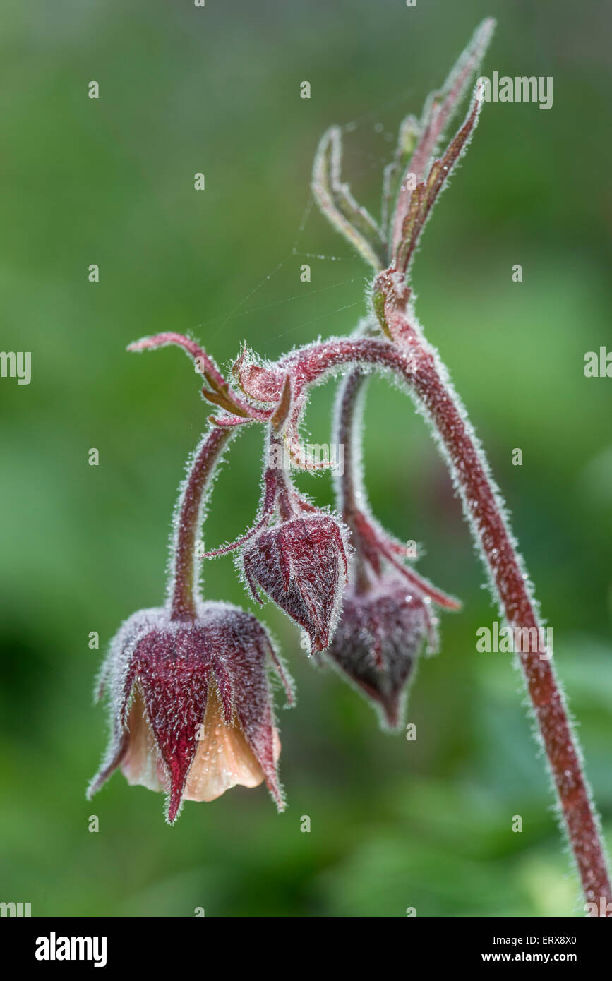 Water Aven Flowers, Geum Rivale Stock Photo - Alamy