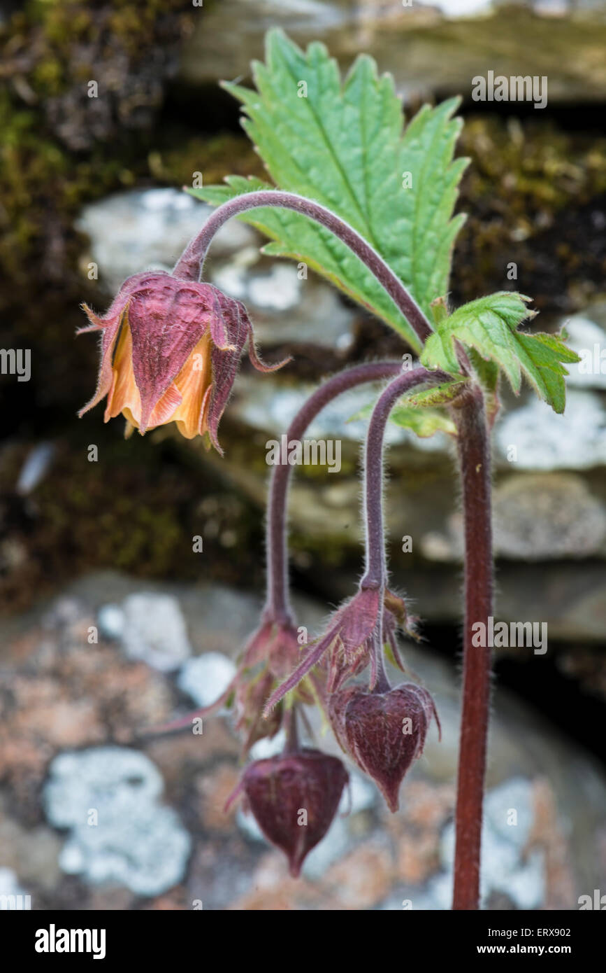 Wood avens uk hi-res stock photography and images - Alamy