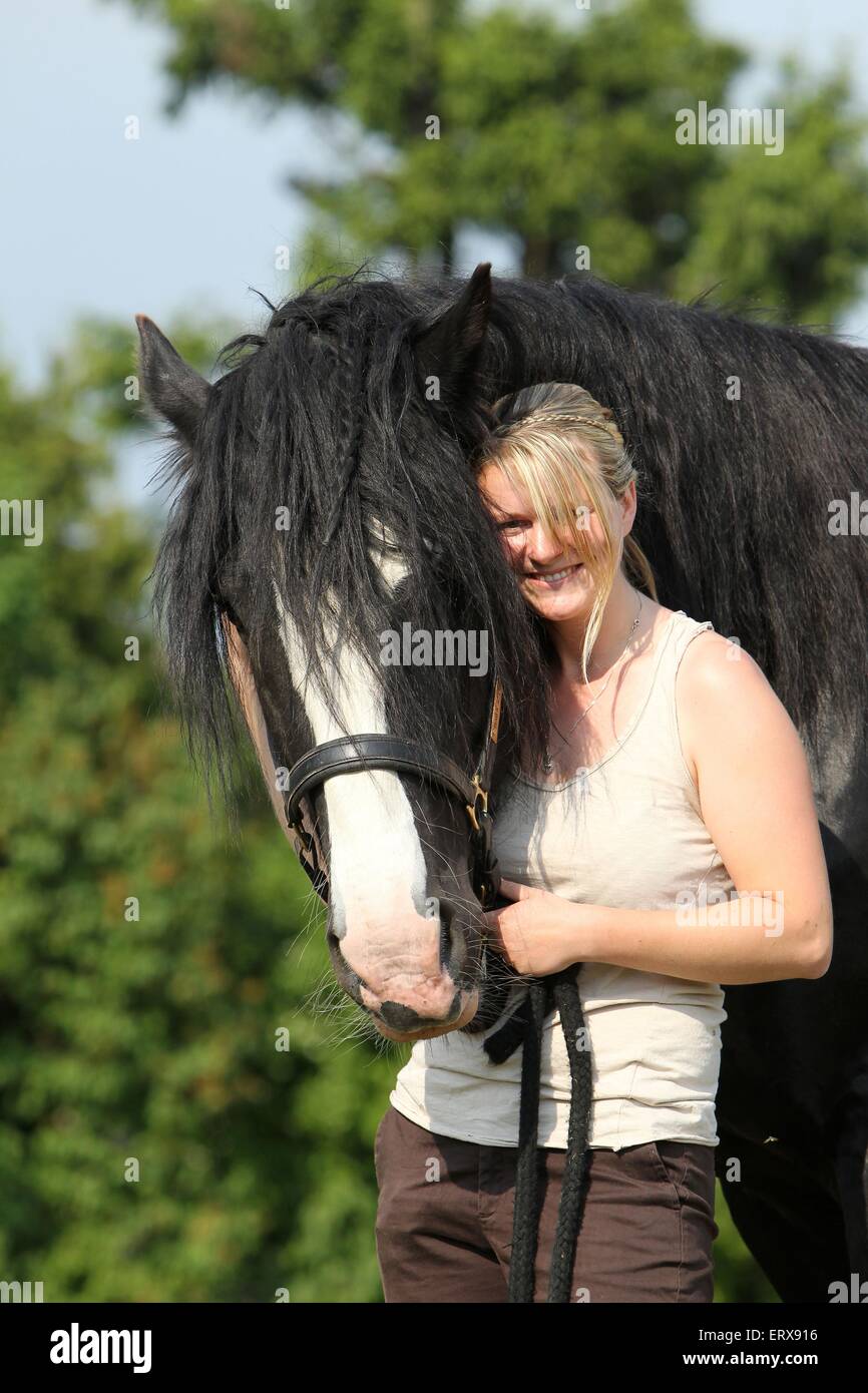 Shire horse head hi-res stock photography and images - Alamy