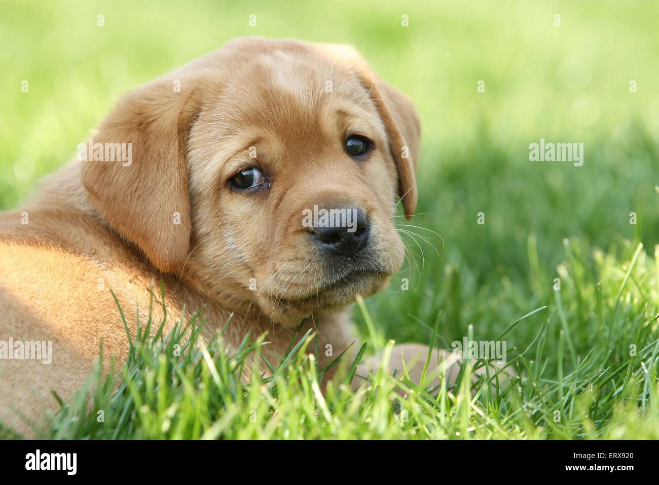 Labrador Retriever Puppy Stock Photo - Alamy