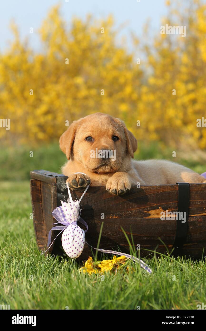 Labrador Retriever Puppy Stock Photo - Alamy
