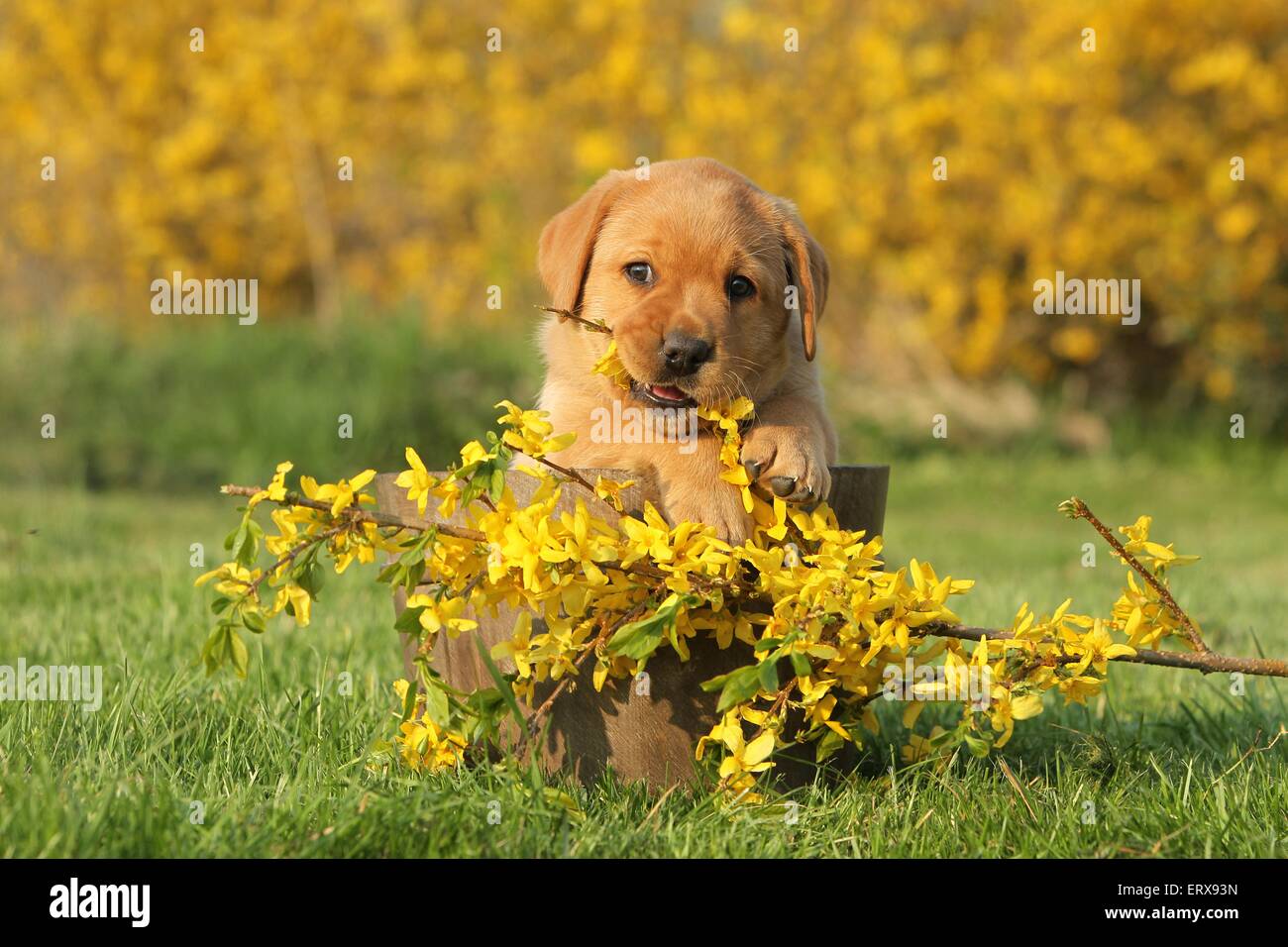 Labrador Retriever Puppy Stock Photo - Alamy