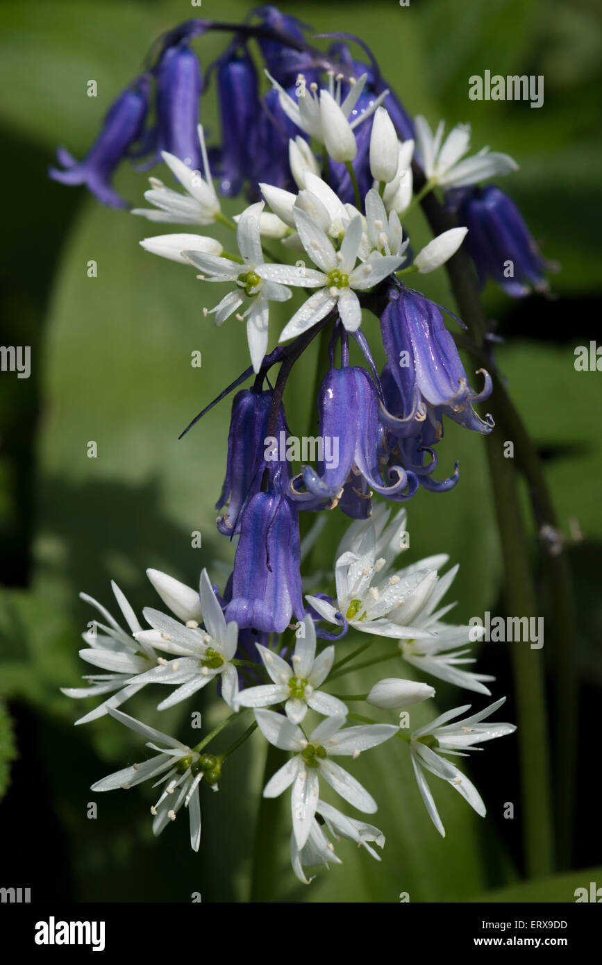 Wild Flowers at Wharfe Wood Bluebells and Ramsons Stock Photo - Alamy
