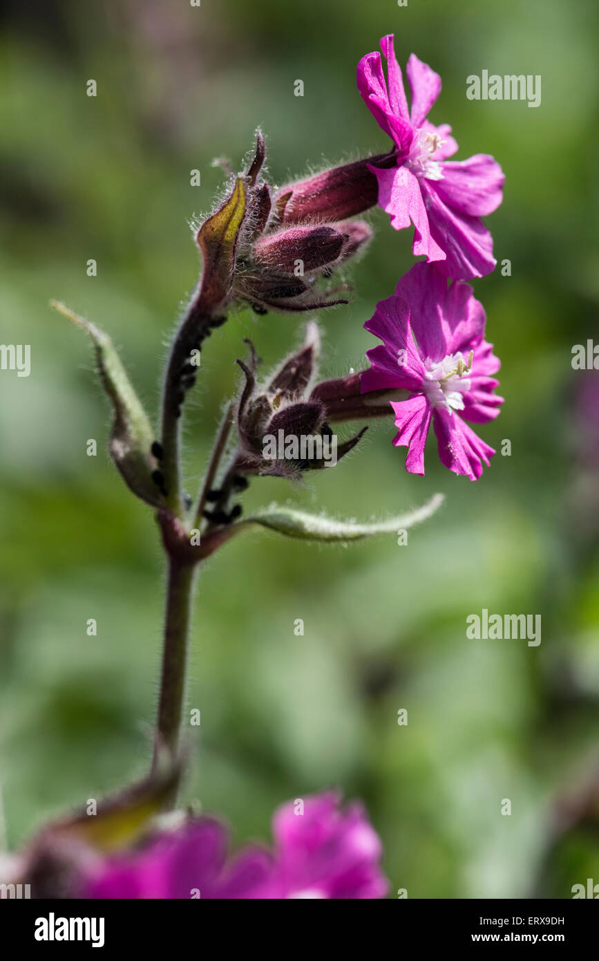 Wild Flowers at Wharfe Wood Red Campion Stock Photo - Alamy