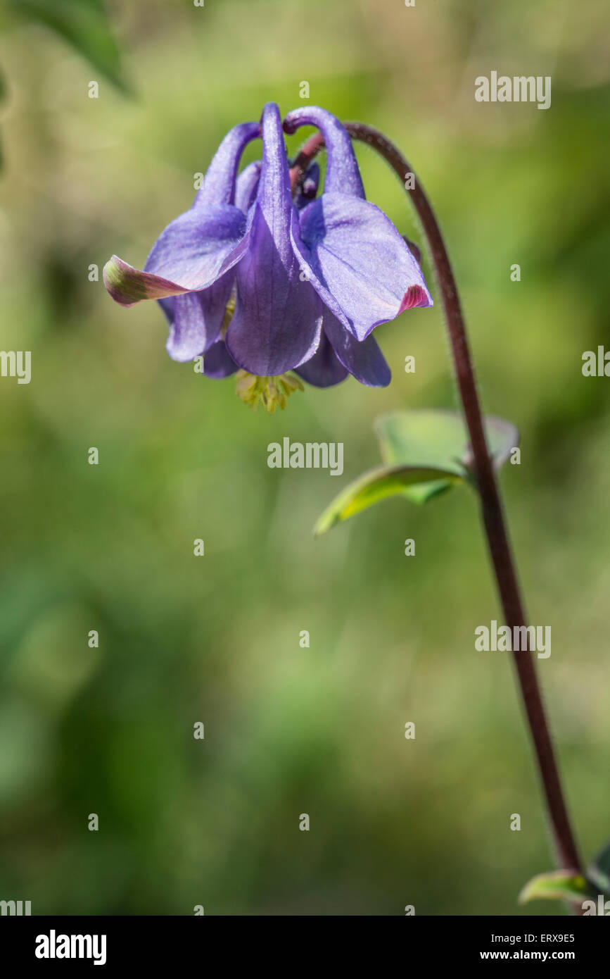 Wild Flowers at Wharfe Wood Columbine Stock Photo - Alamy