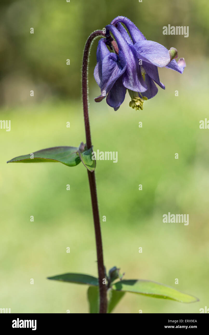 Wild Flowers at Wharfe Wood Columbine Stock Photo - Alamy