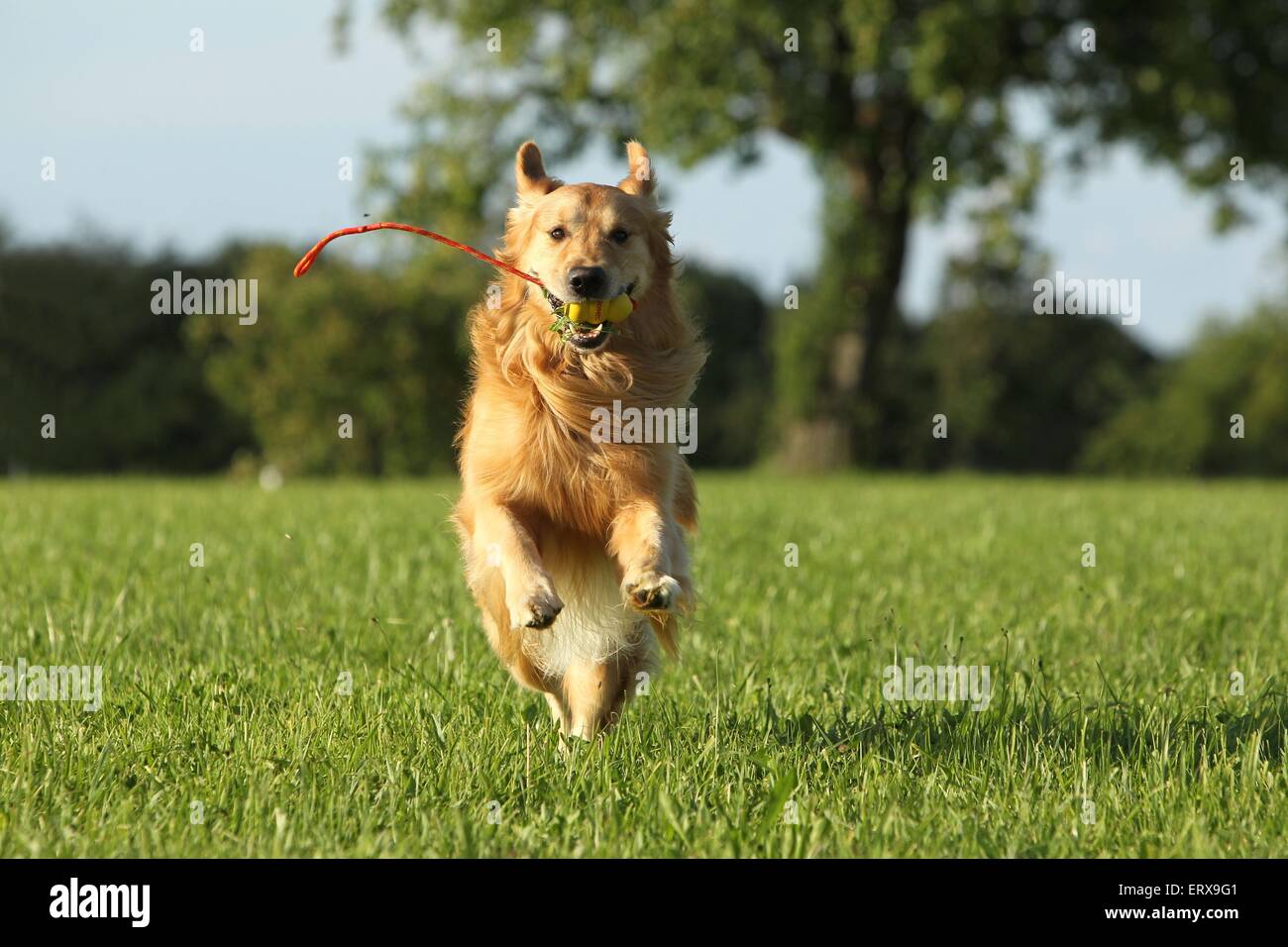 retrieving Golden Retriever Stock Photo - Alamy