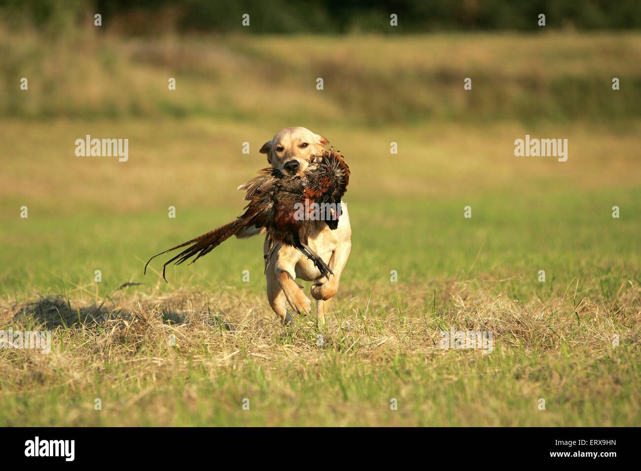retrieving Labrador Retriever Stock Photo - Alamy