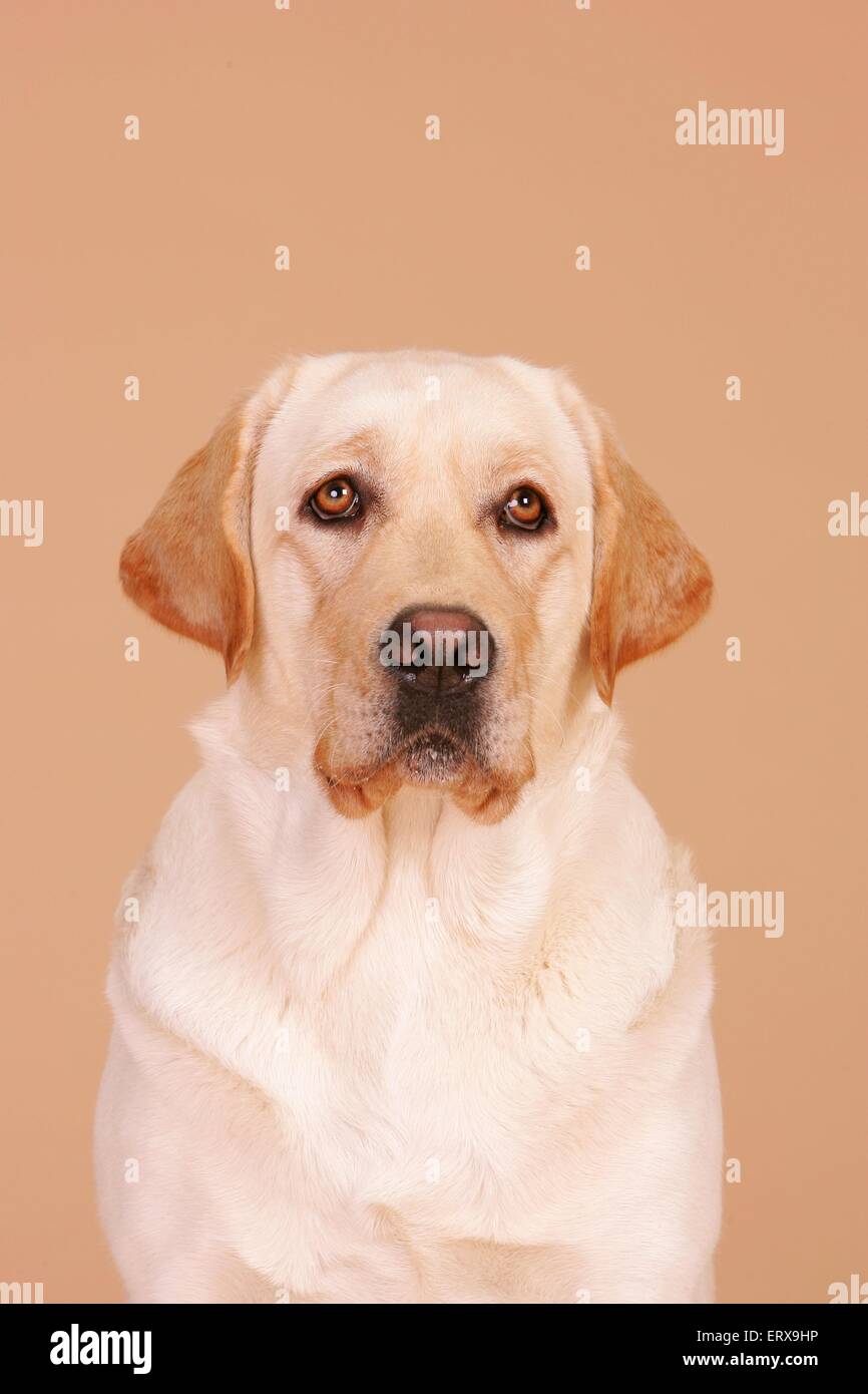 Labrador Retriever Portrait Stock Photo - Alamy