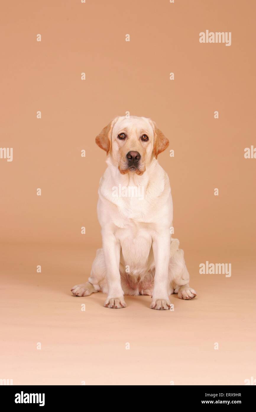 sitting Labrador Retriever Stock Photo - Alamy