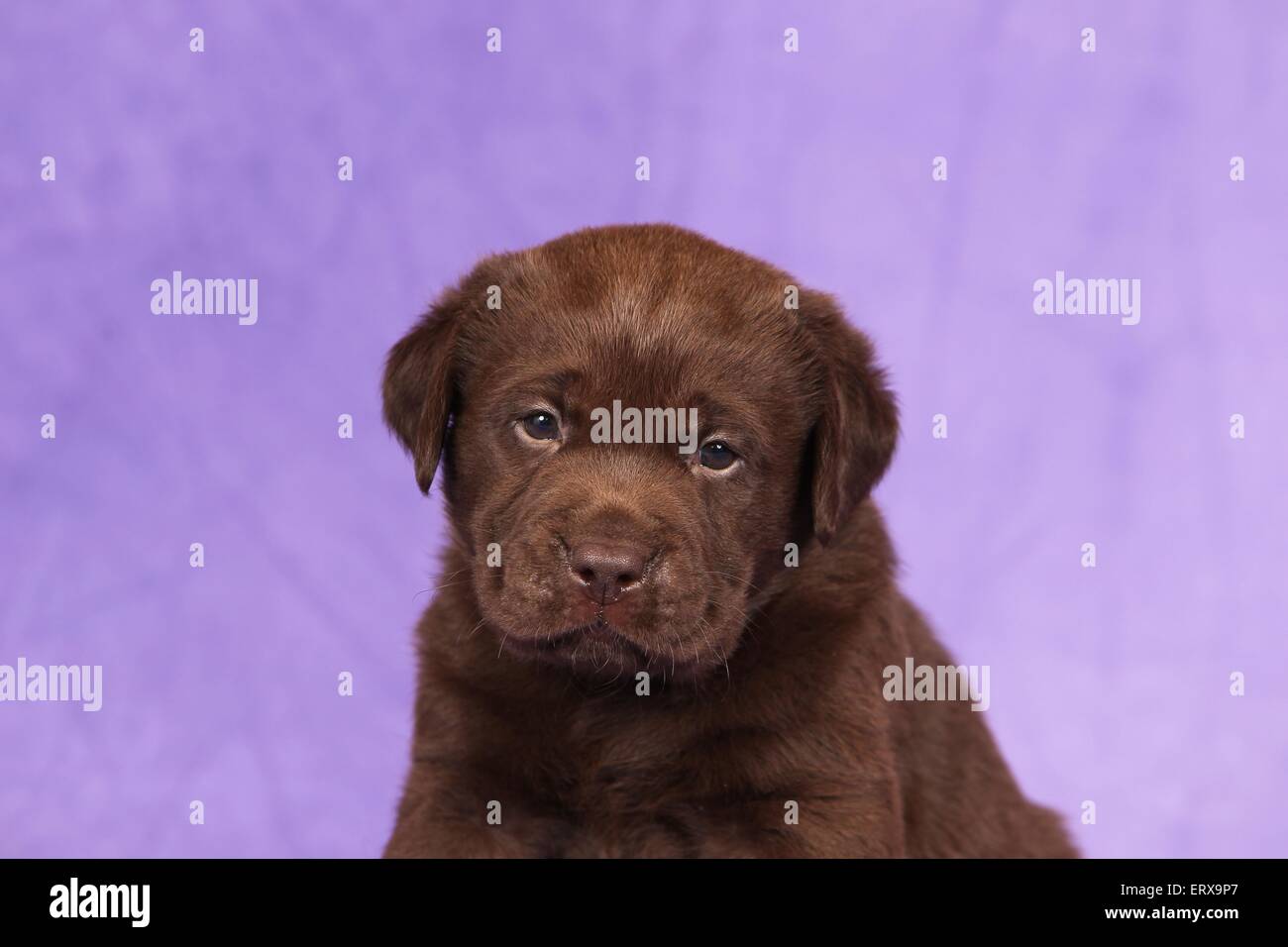 Labrador Retriever Puppy Stock Photo - Alamy