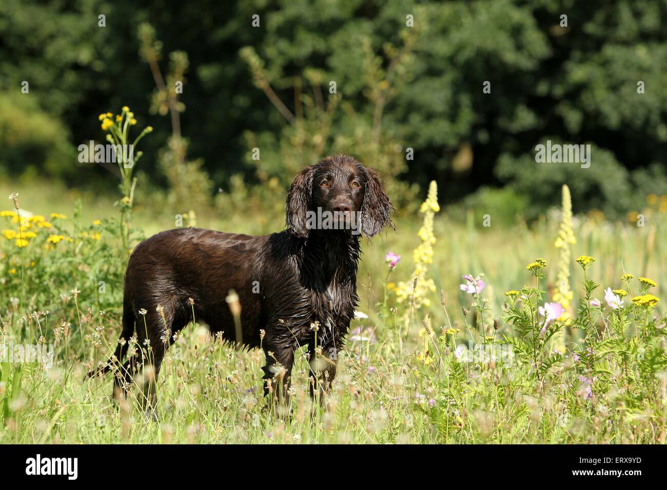young German longhaired Pointer Stock Photo - Alamy