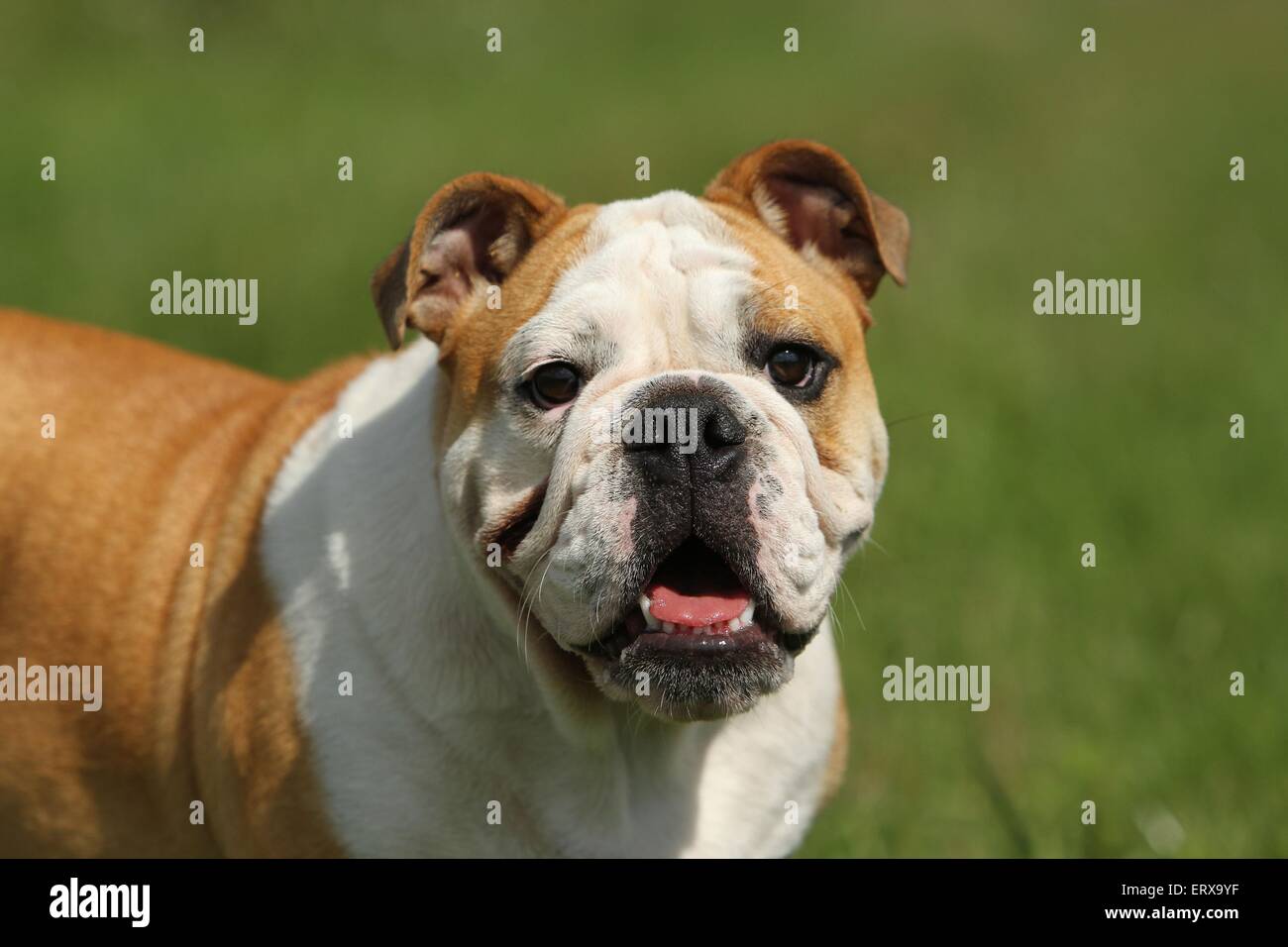 English Bulldog Portrait Stock Photo - Alamy