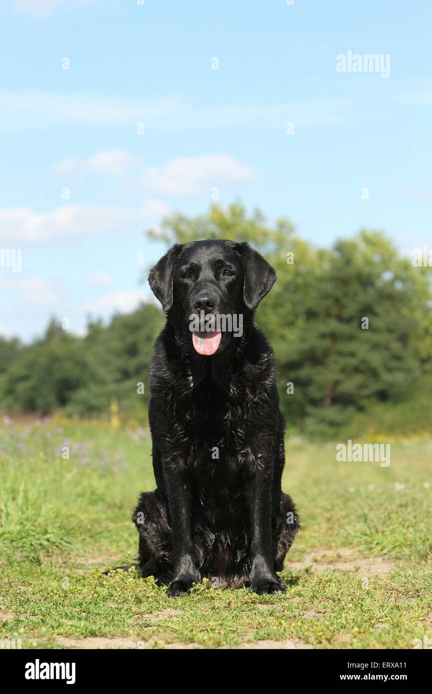 sitting Labrador Retriever Stock Photo - Alamy