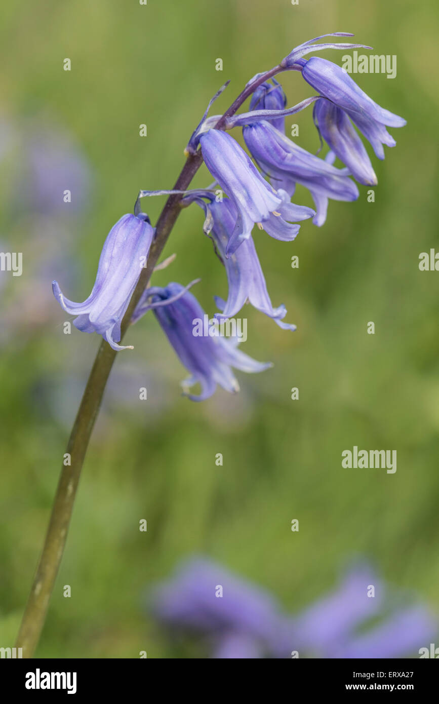 Wild Flowers at Wharfe Wood Bluebells Stock Photo - Alamy