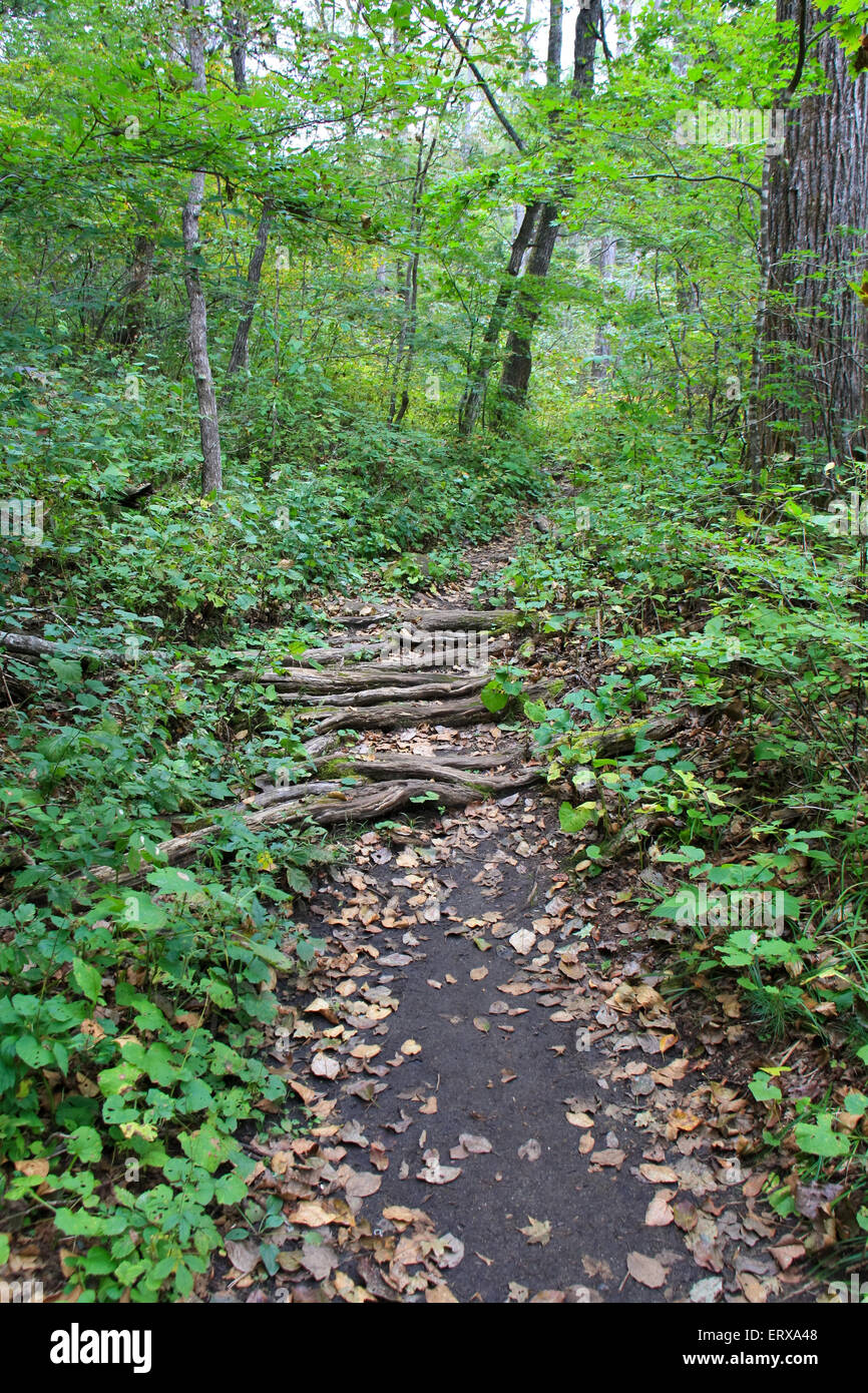 Narrow path in a dense forest Stock Photo - Alamy