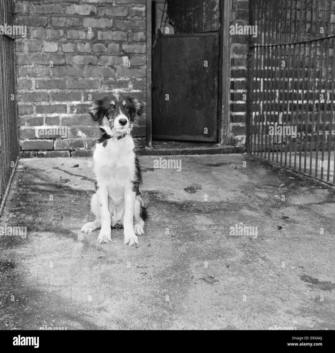 Scruffy, winner of the Dog of the Year, in his cage at Manchester ...