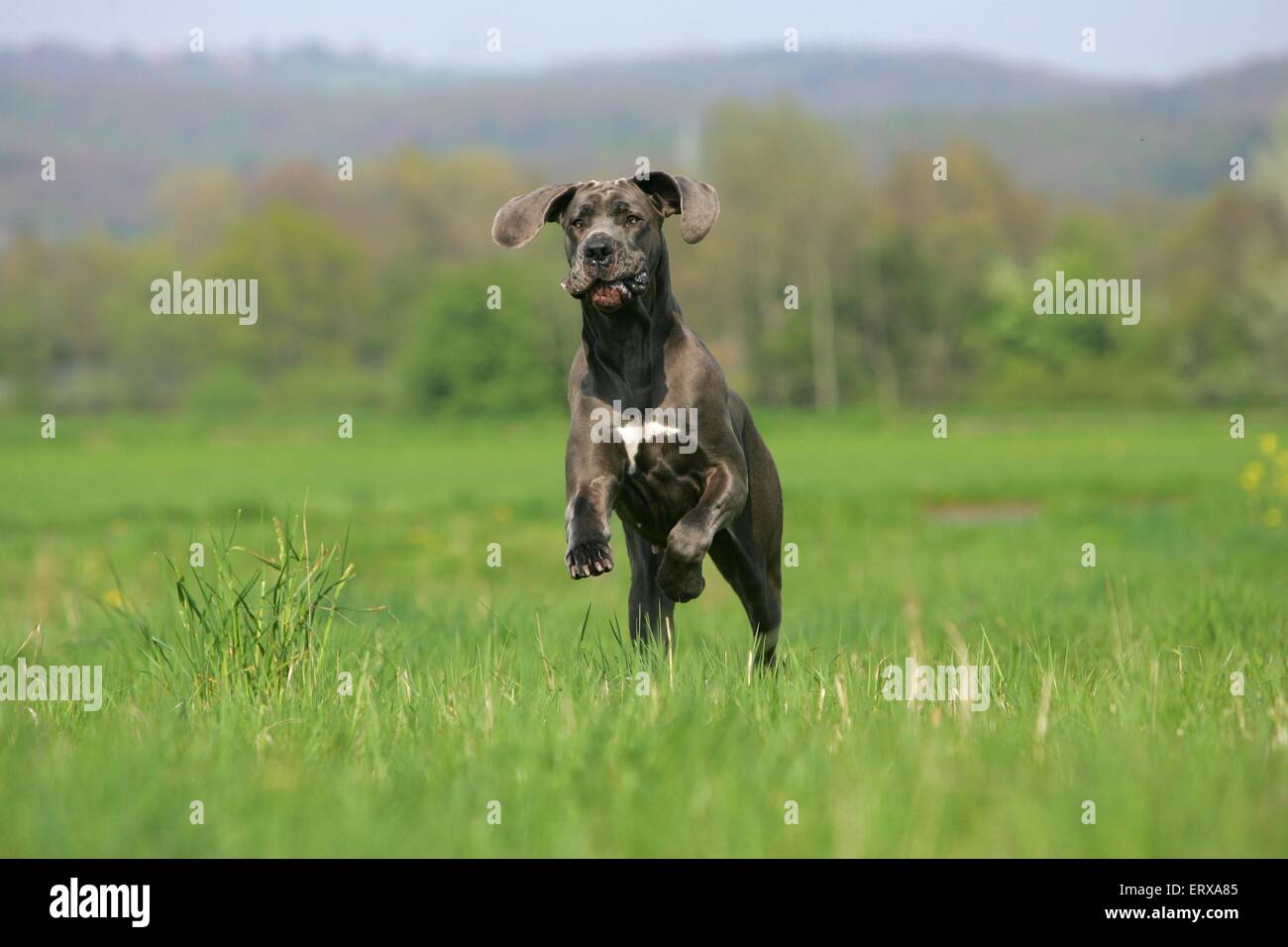 running Great Dane Stock Photo - Alamy