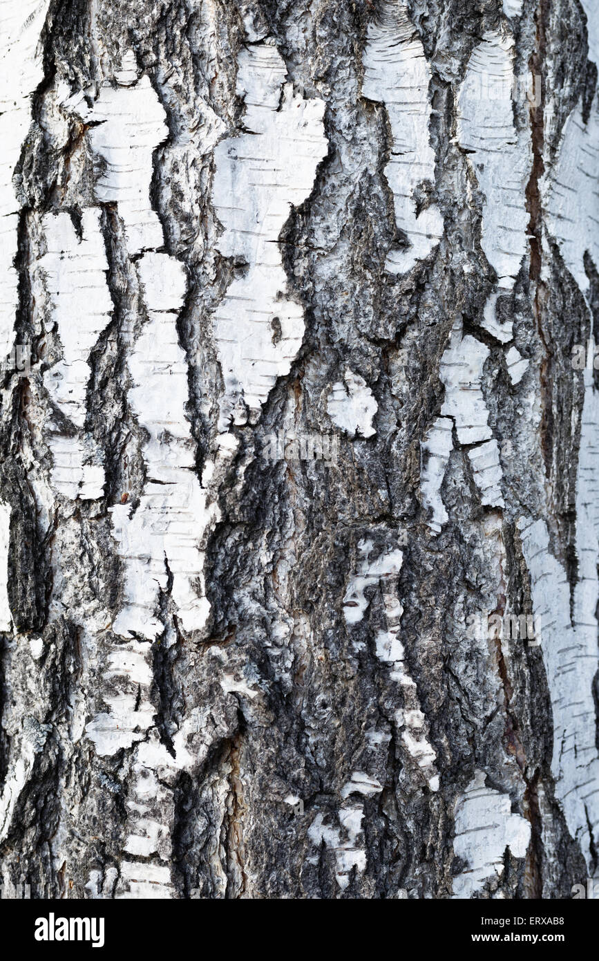 birch bark texture Stock Photo - Alamy