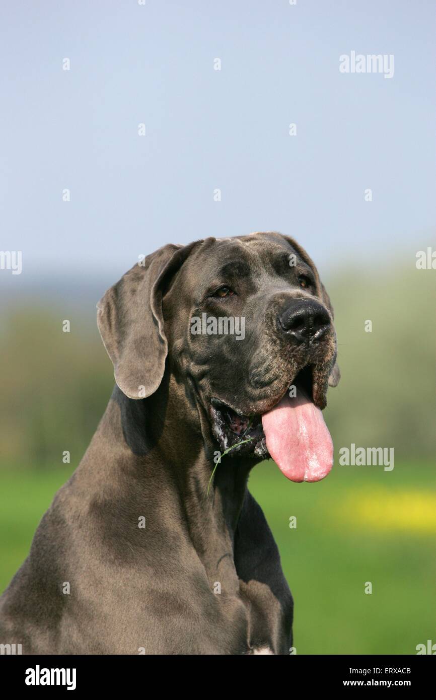 Great Dane Portrait Stock Photo - Alamy