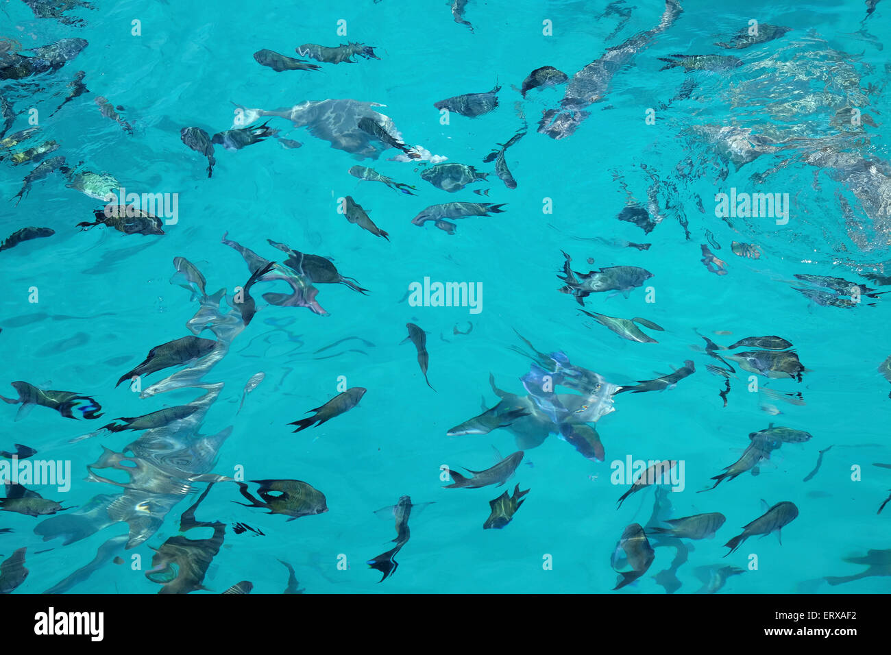 Fish feeding at Lady Musgrave Island Stock Photo - Alamy