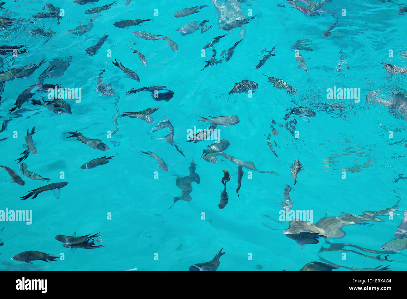 Fish feeding at Lady Musgrave Island Stock Photo - Alamy