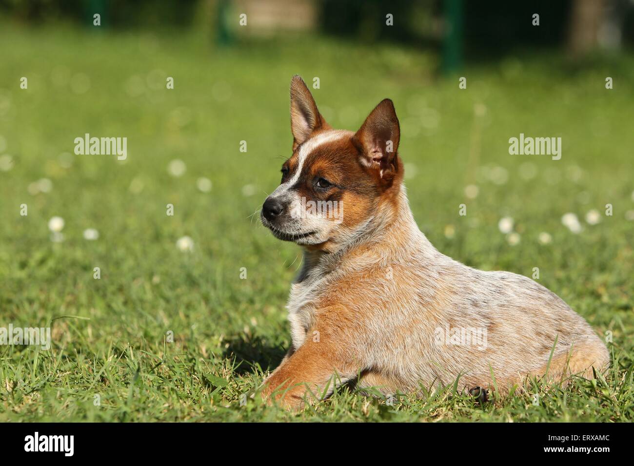 Red speckled australian cattle dog hi-res stock photography and images - Alamy