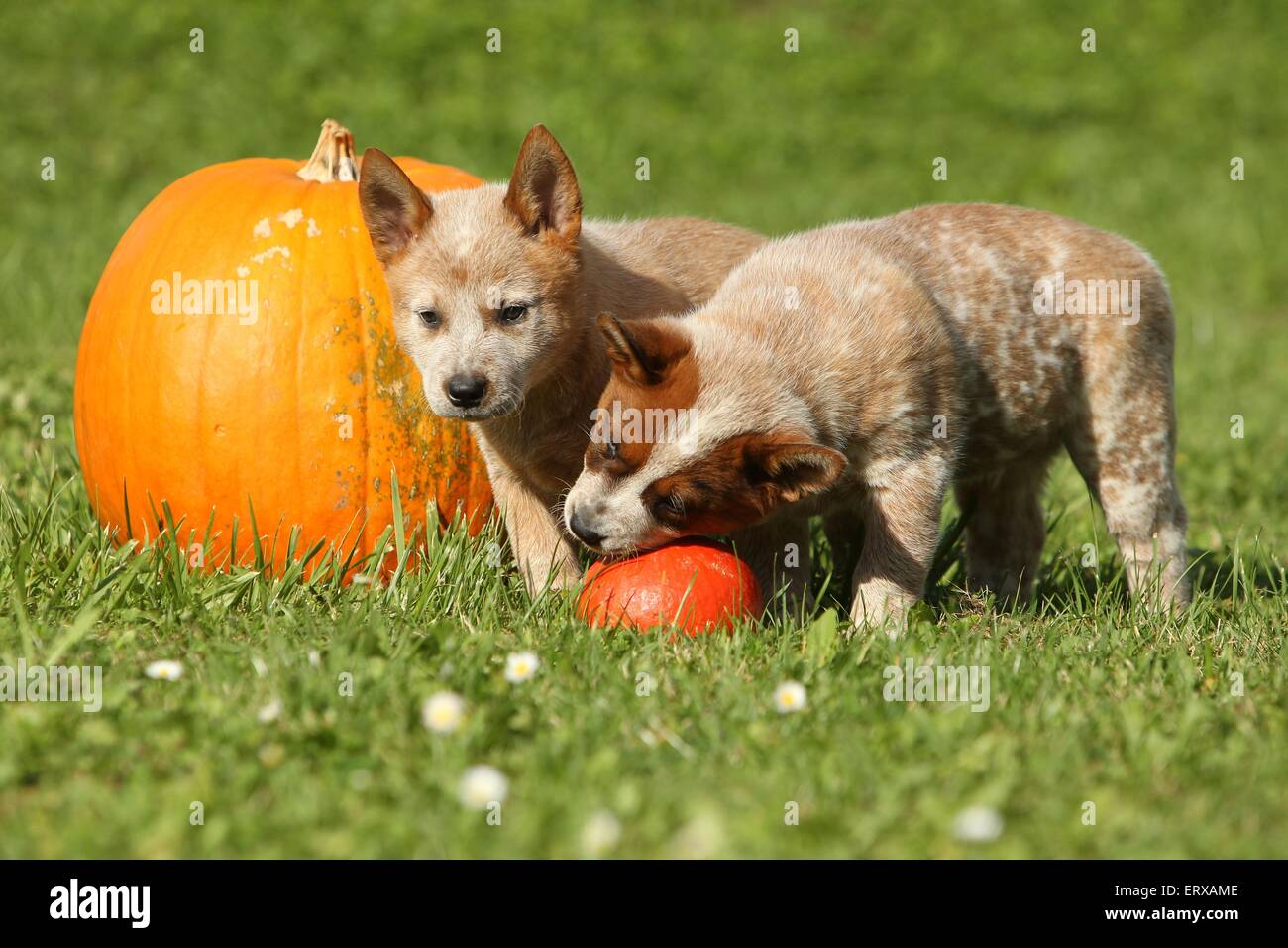Australian cattle dog puppies hi-res stock photography and images - Alamy