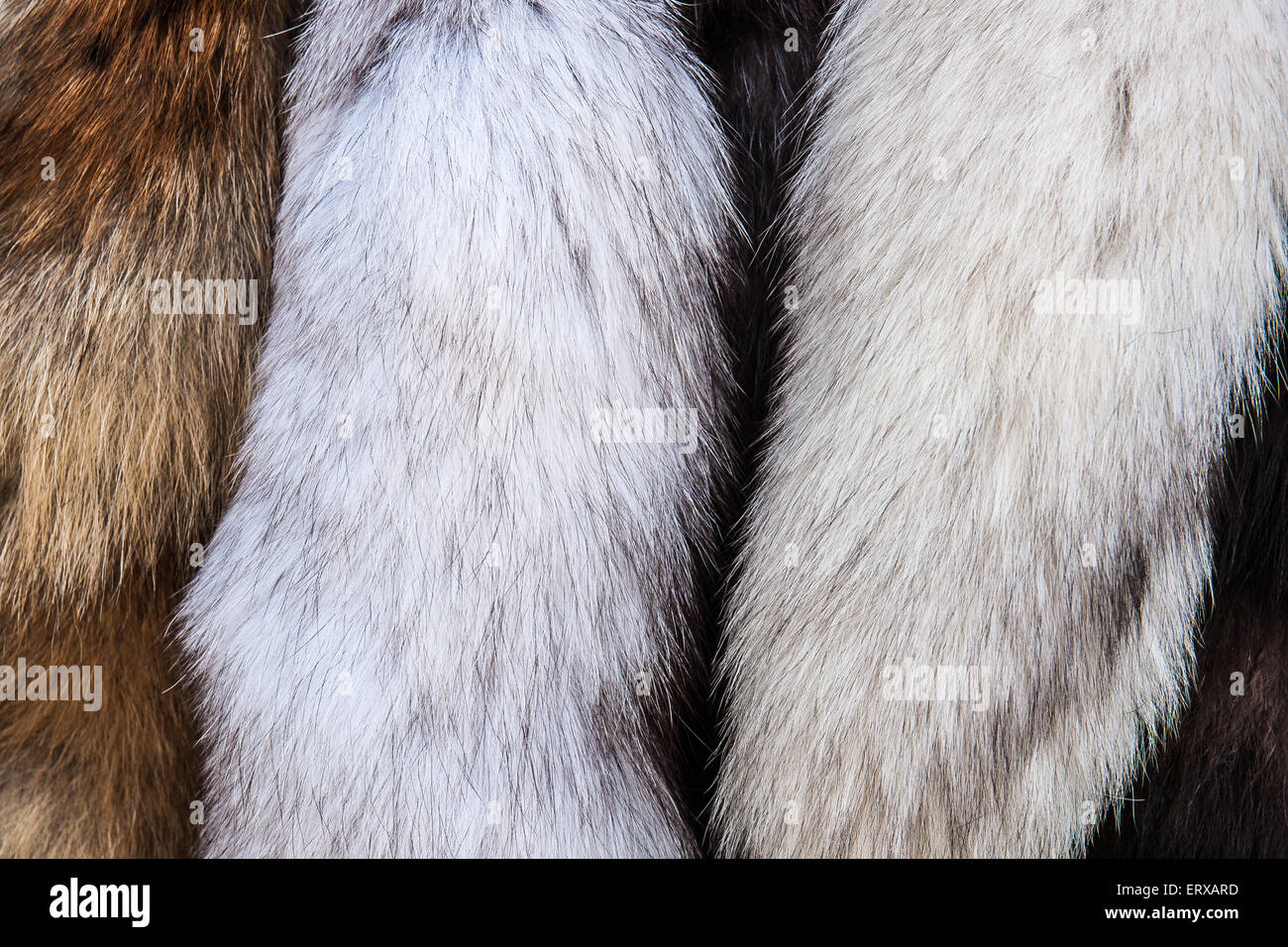 Animal Furs Stock Photos & Animal Furs Stock Images - Alamy