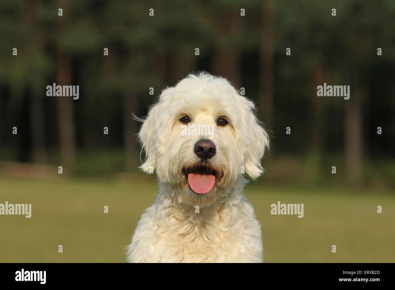Goldendoodle Head High Resolution Stock Photography and Images - Alamy