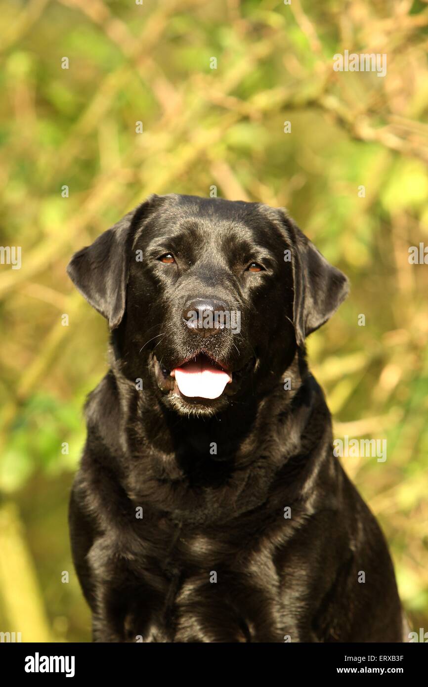 Labrador Retriever Portrait Stock Photo - Alamy