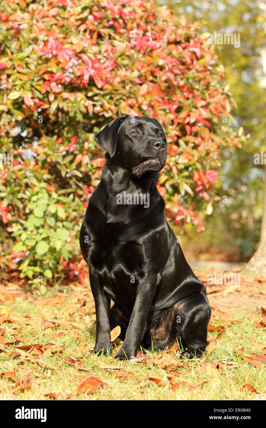 sitting Labrador Retriever Stock Photo - Alamy