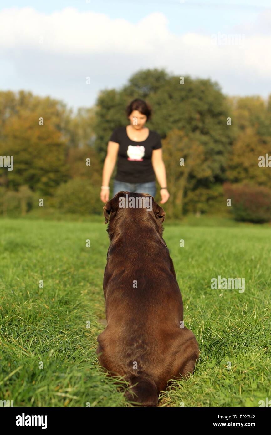 sitting Labrador Retriever Stock Photo - Alamy